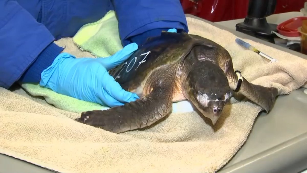 New England Aquarium Sea Turtle Hospital treats cold-shocked turtles ...