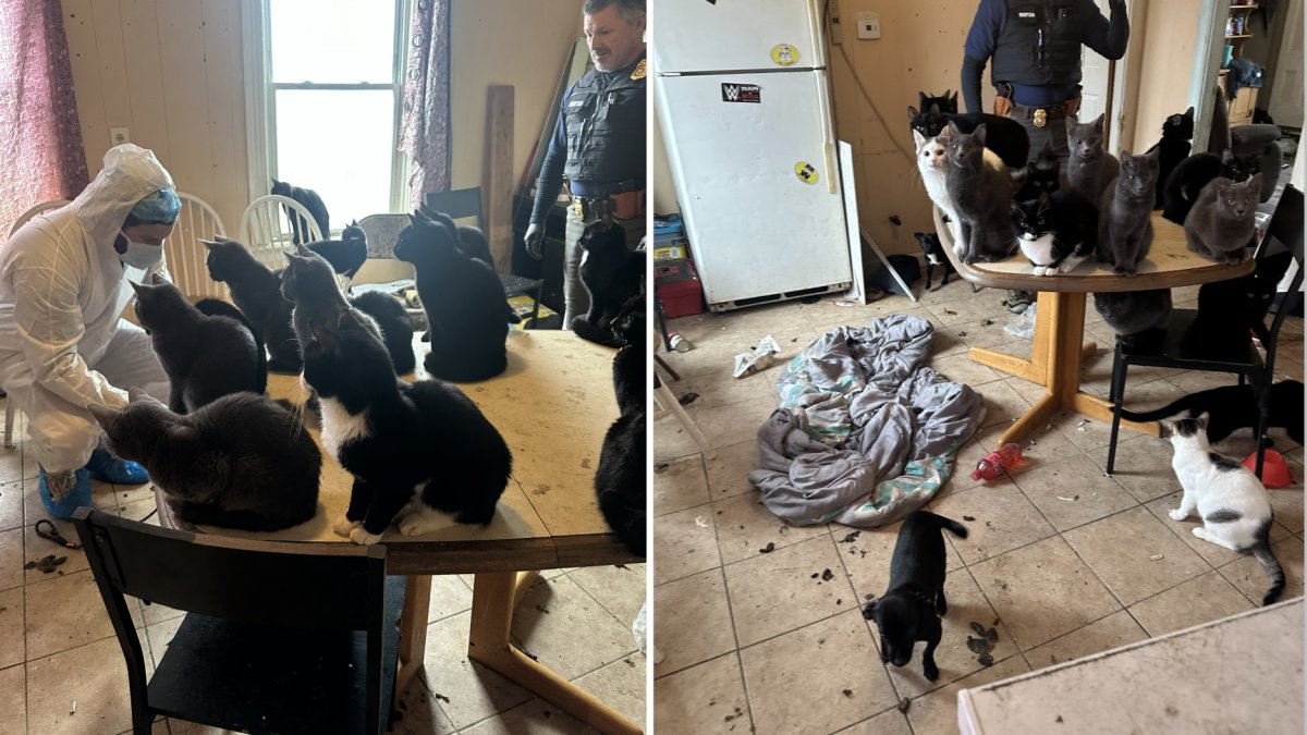 Many cats, dogs rescued from neglected Central Falls, RI home – NBC Boston