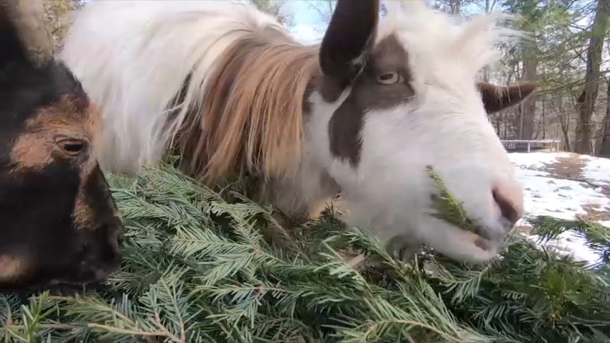 Your discarded Christmas tree will make a great gift for these goats ...