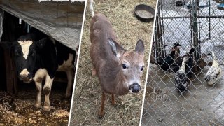 More than 150 animals removed from ‘poor conditions’ in Hadley – NBC Boston