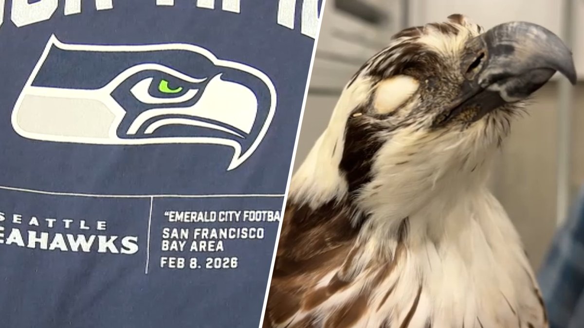 What is a seahawk? Seattle fans aren’t sure, so we asked a bird expert ...