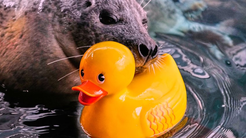 Viral seal-rubber duck video from Boston’s New England Aquarium – NBC ...