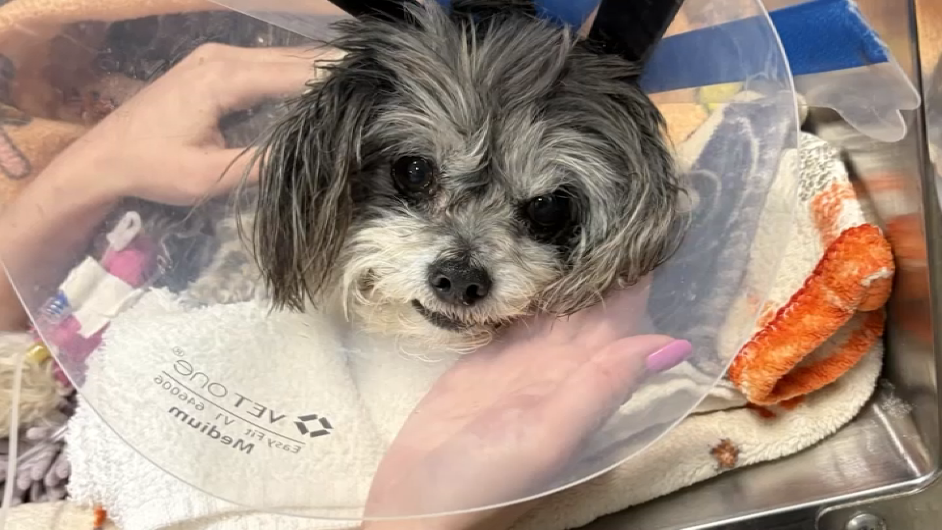 Woman arrested after Everett dog attack – NBC Boston