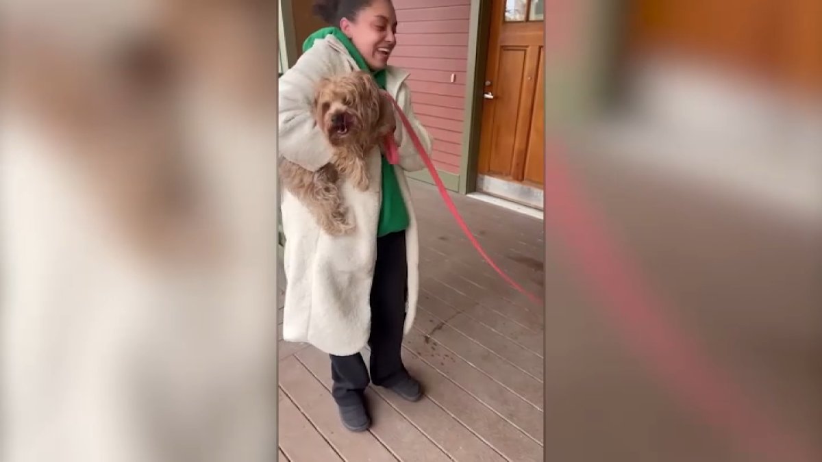 Dog returns home after being kicked in Dorchester, running off – NBC Boston