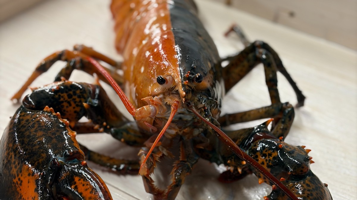 Rare 2-colored lobster caught off Cape Cod donated to aquarium – NBC Boston