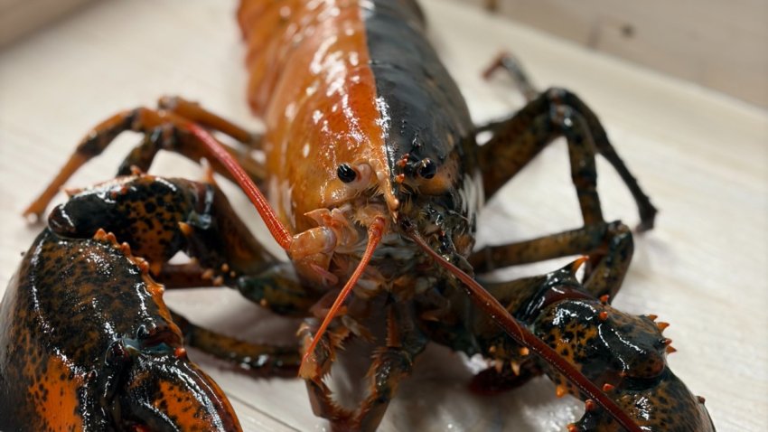 Rare 2-colored lobster caught off Cape Cod donated to aquarium – NBC Boston
