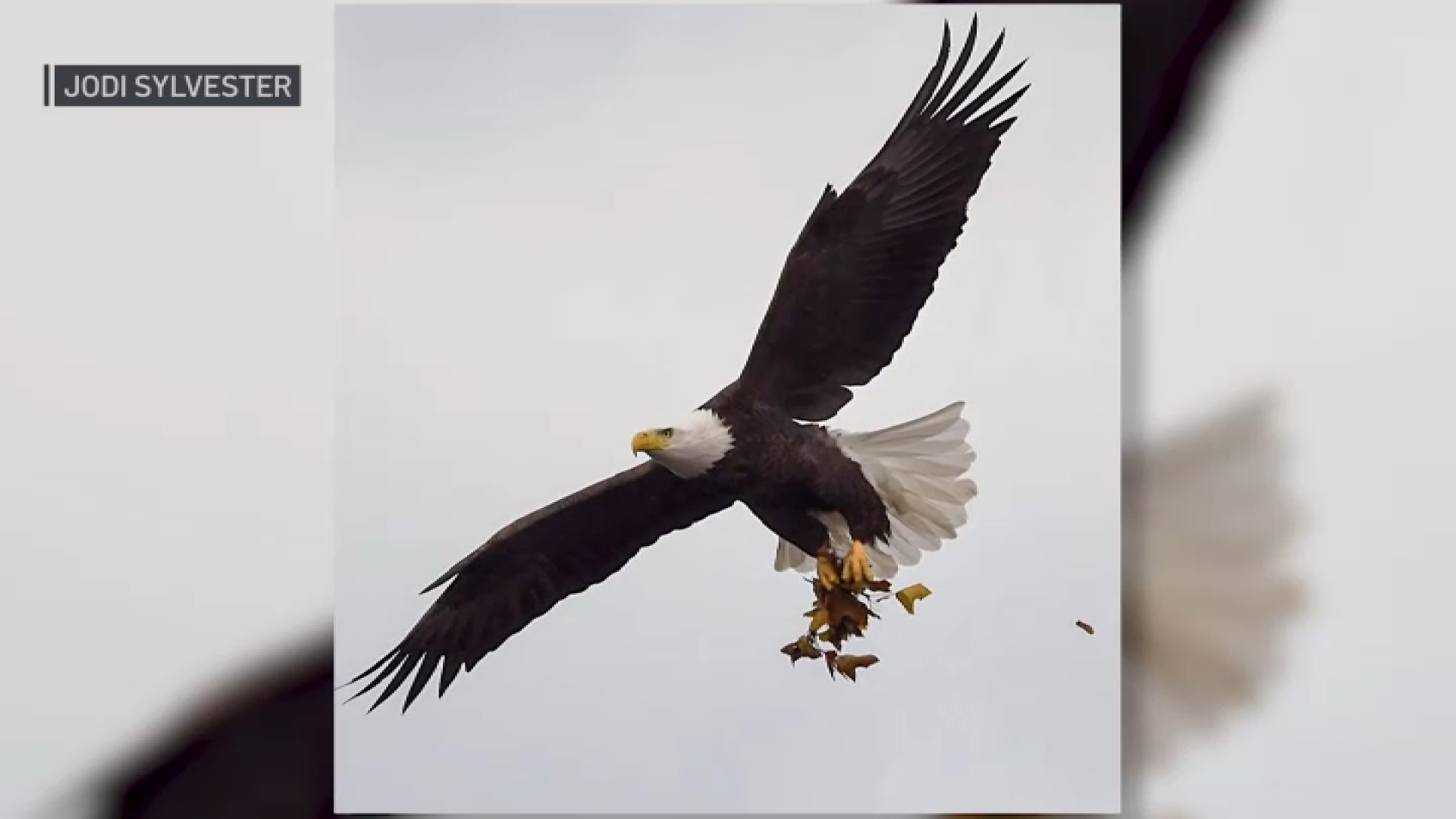Latest Mass. bald eagle death renews calls for poison ban – NBC Boston