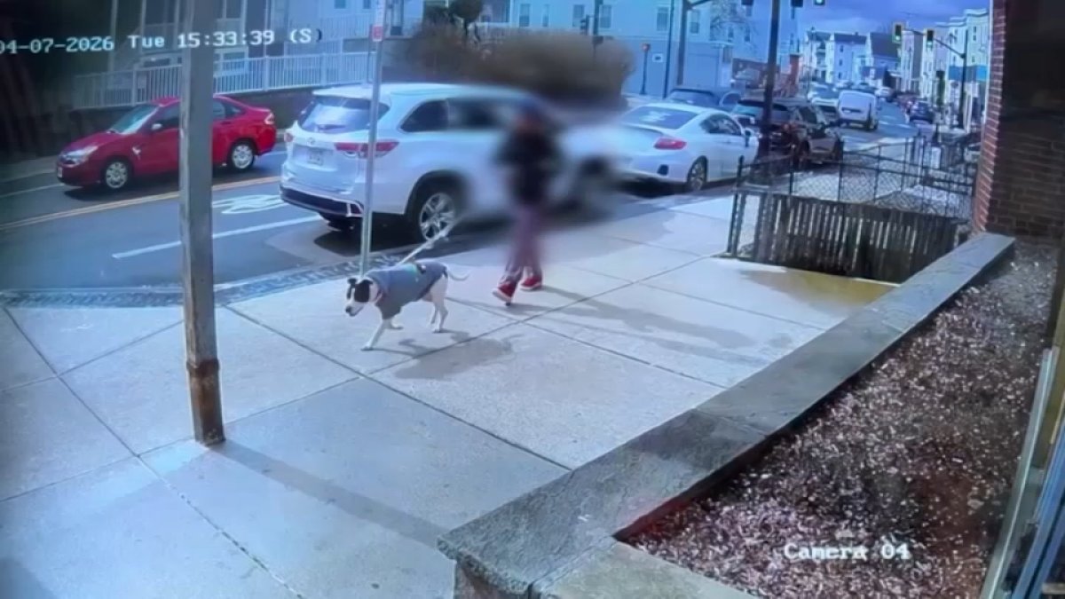 Everett, MA dog attack: No charges filed against owner in mauling – NBC ...