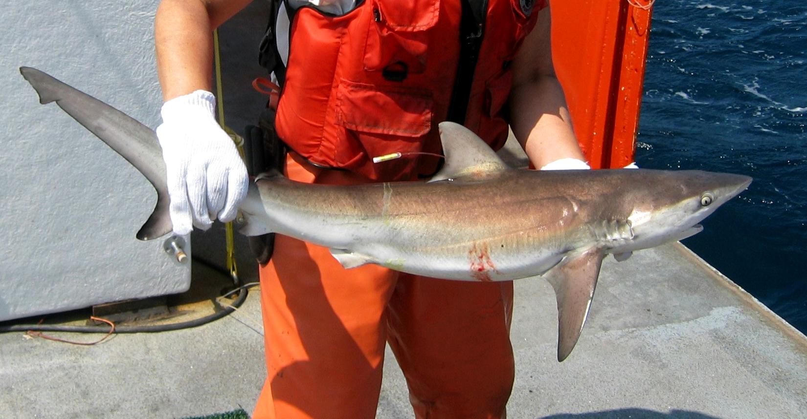 Dusky shark in Mass. New predator feeding on seals off Nantucket – NBC ...
