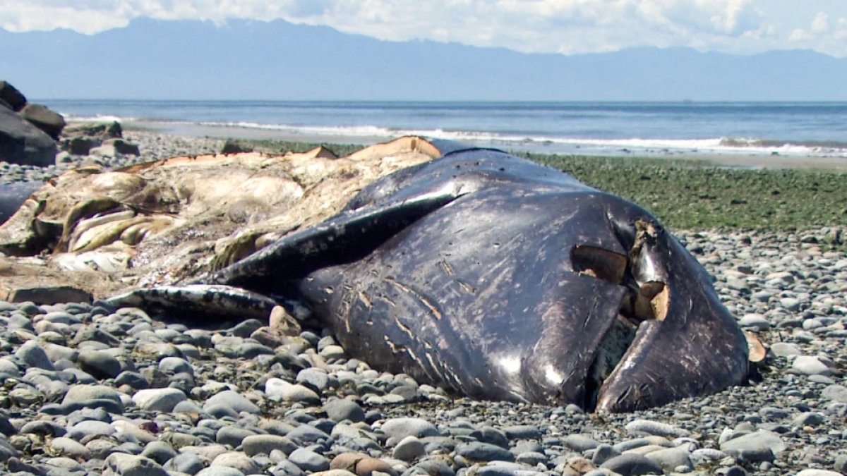 Why so many whale carcasses are washing up on Pacific shores – NBC Boston